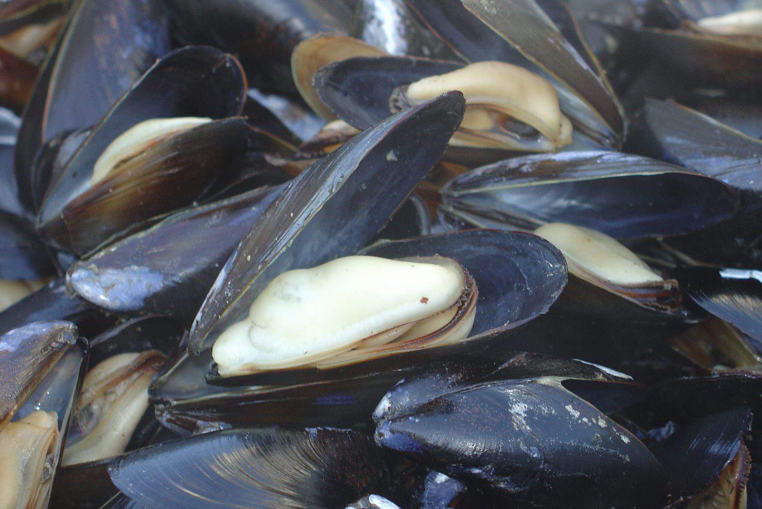 Penn Cove Musselfest in Coupeville on Whidbey Island ...