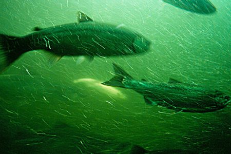 Salmon spawning season in Western Washington - Greater Seattle on the Cheap
