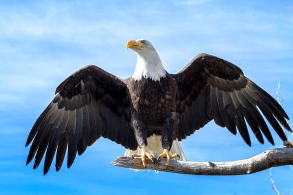 Eagle Festival in Arlington (50 mi. N) (greaterseattleonthecheap.com)