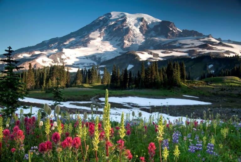 Wildflower hikes in Washington State (greaterseattleonthecheap.com)